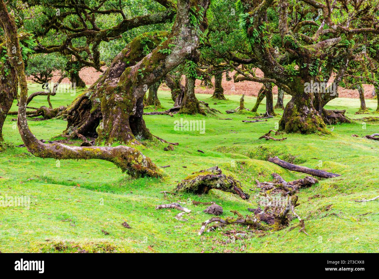 Moss and plant covered ancient laurel trees, Old laurel forest ...