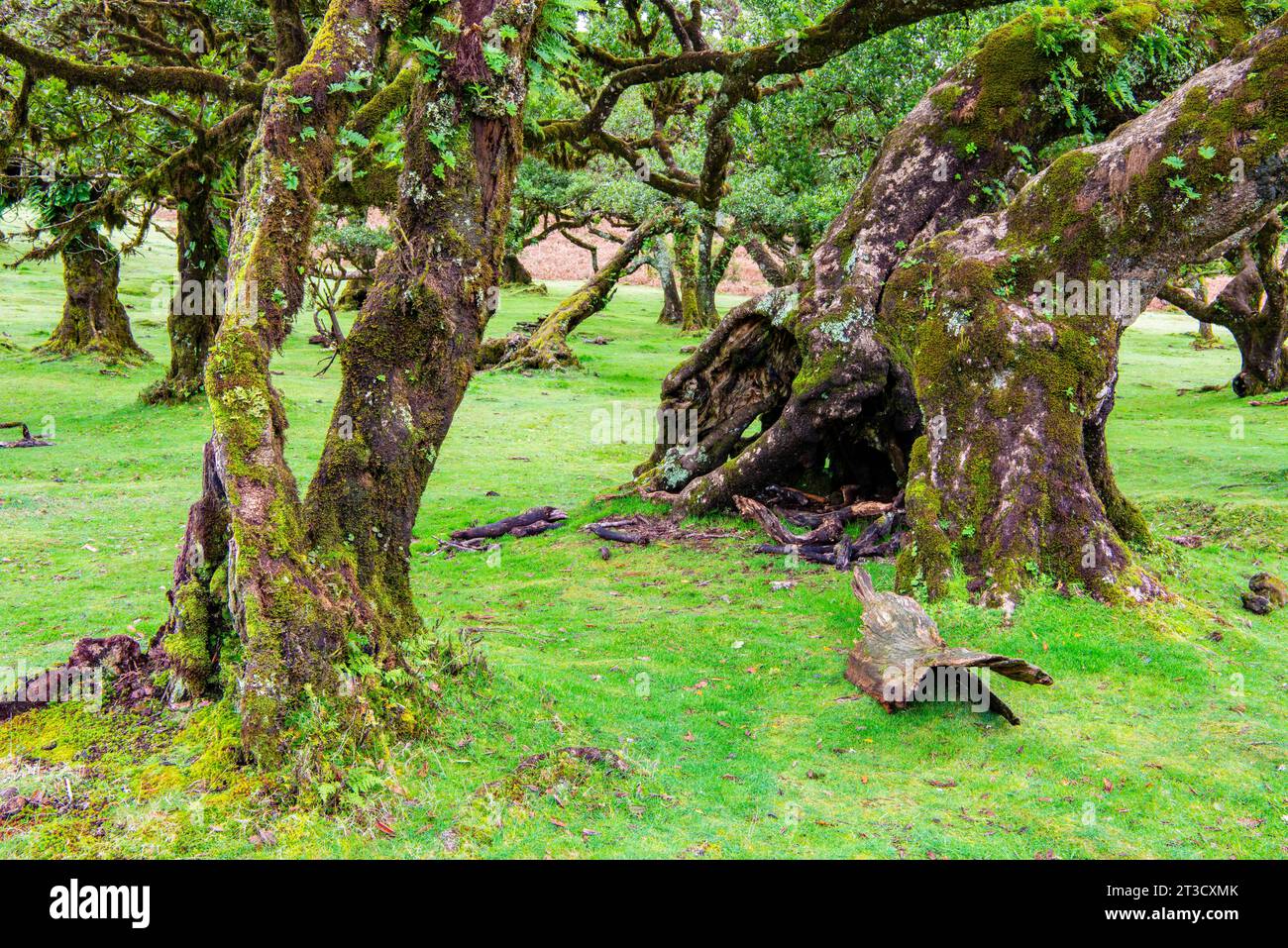 Moss and plant covered ancient laurel trees, Old laurel forest ...