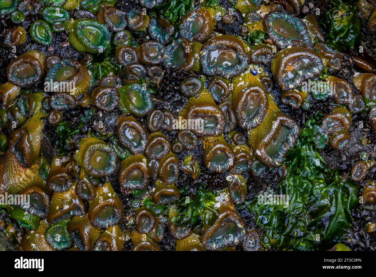 Giant Green Anemones and other marine organisms at low tide at the ...