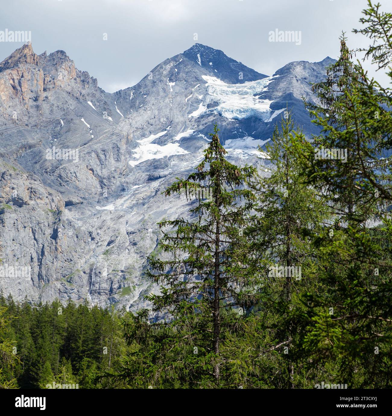 Alps mountain peak with glacier and pine tree in Kandersteg ...