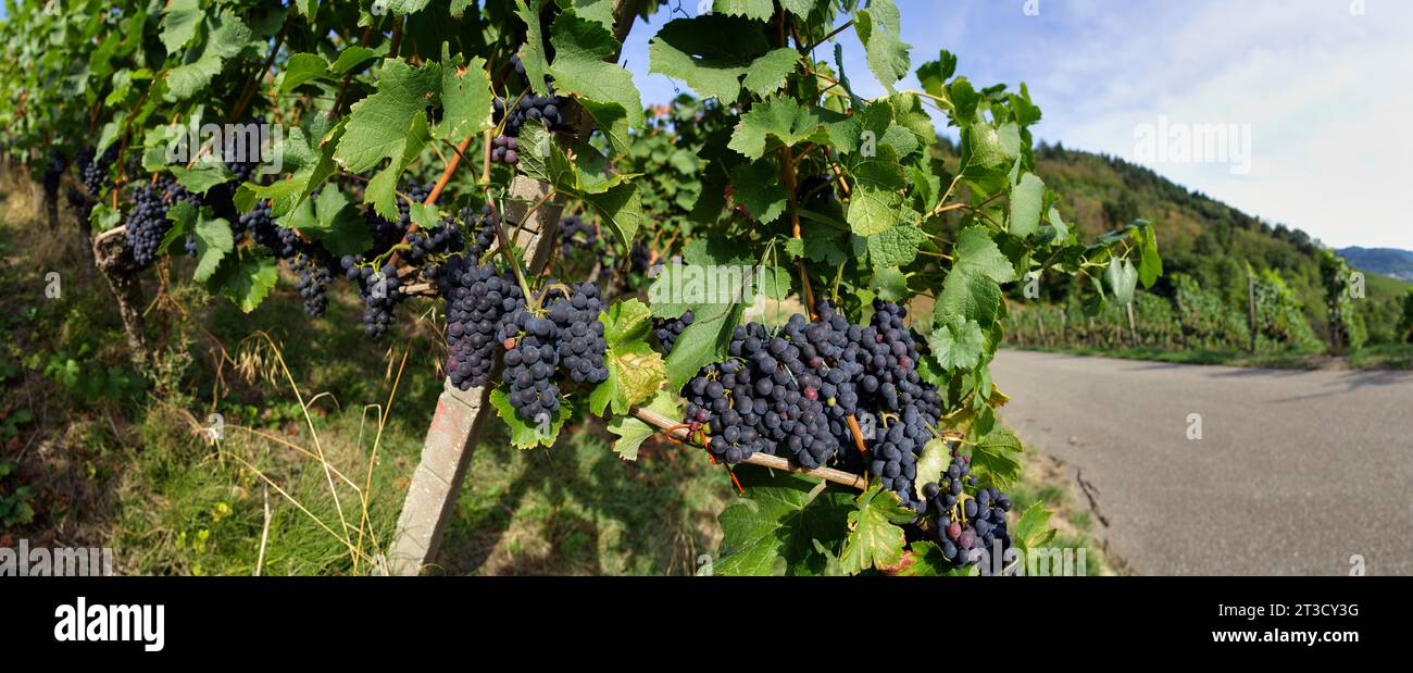 Vines (Vitis vinifera) with red grapes in Kappelrodeck, Ortenaukreis ...
