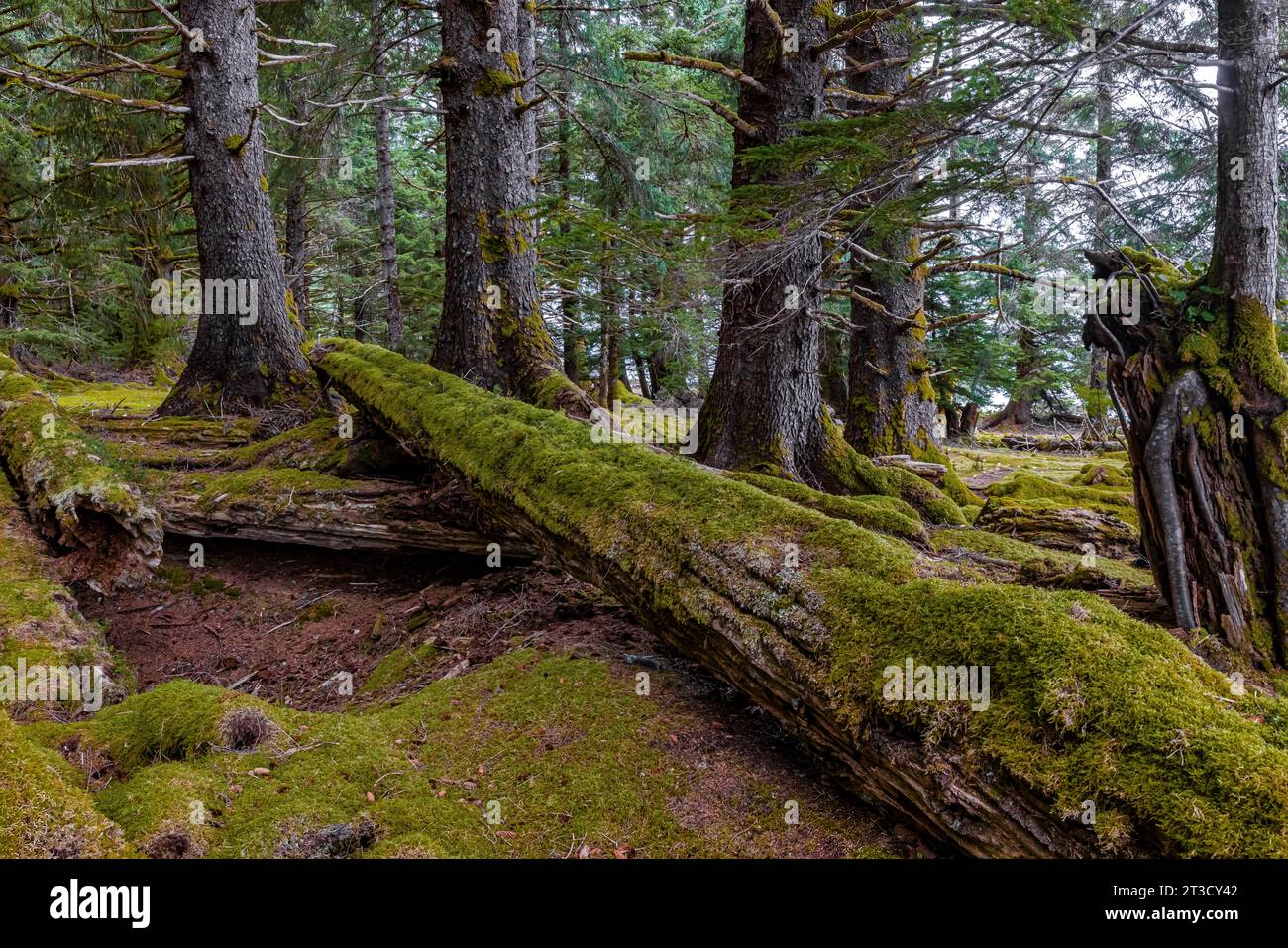 Longhouse logs and dug-out lower room remaining at the ancient Haida ...