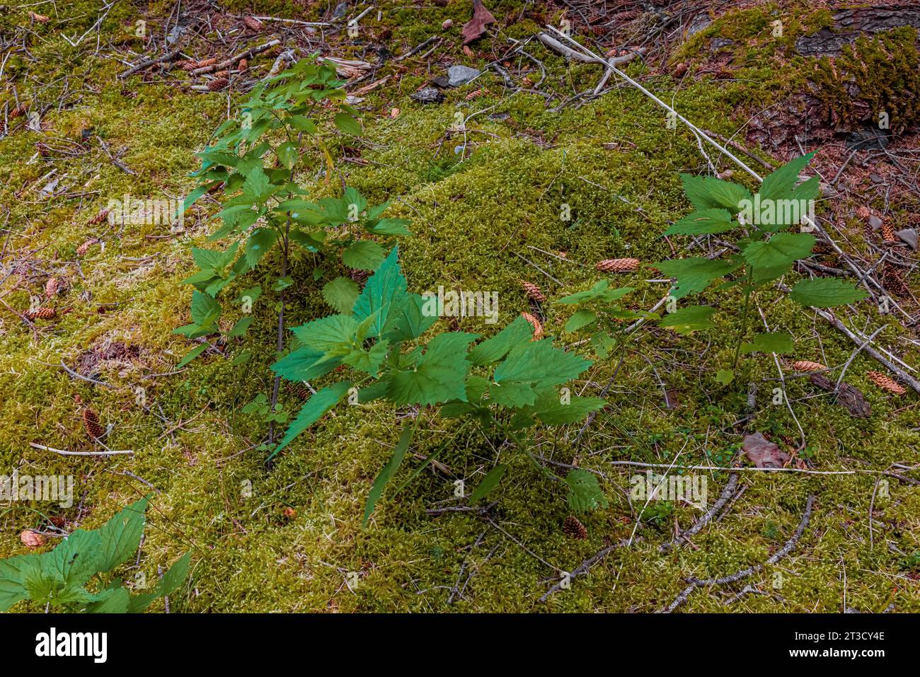 Stinging Nettles, Urtica dioica, once raised as a food and medicinal ...