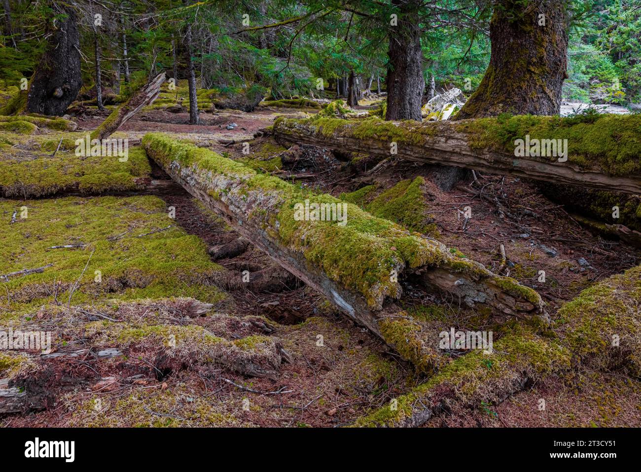 Longhouse logs and dug-out lower room remaining at the ancient Haida ...