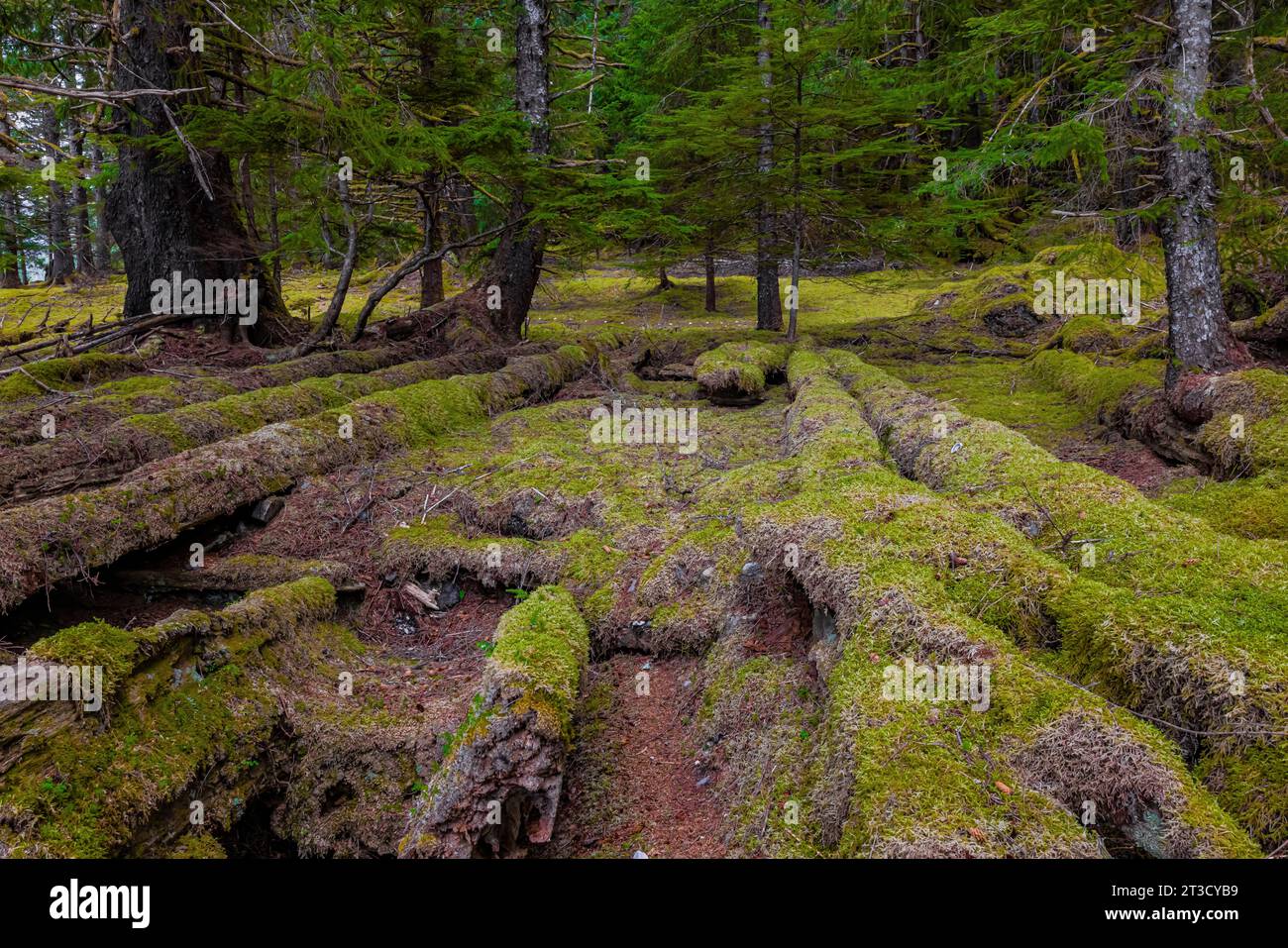 Longhouse logs and dug-out lower room remaining at the ancient Haida ...