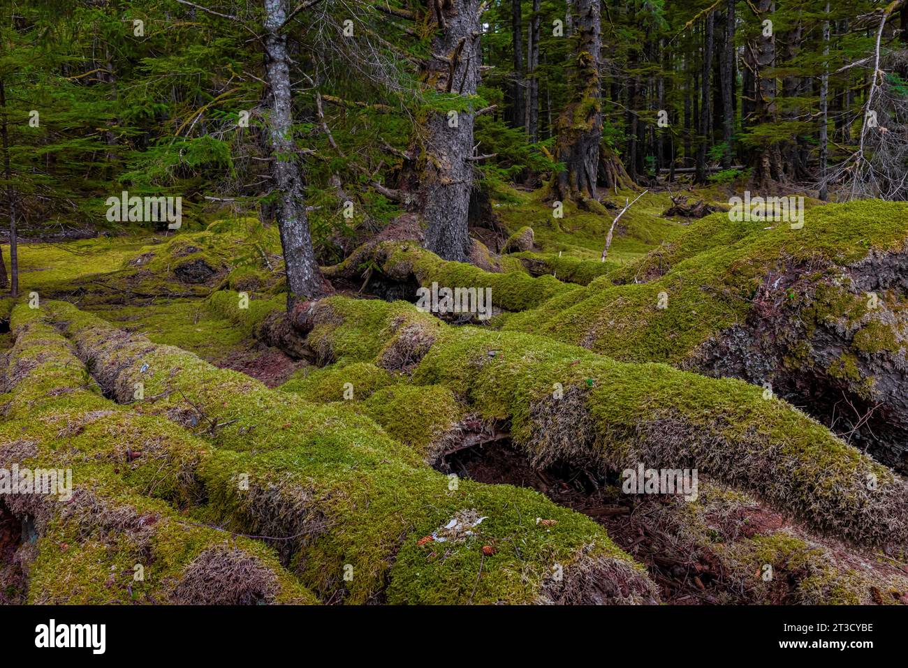Longhouse logs and dug-out lower room remaining at the ancient Haida ...