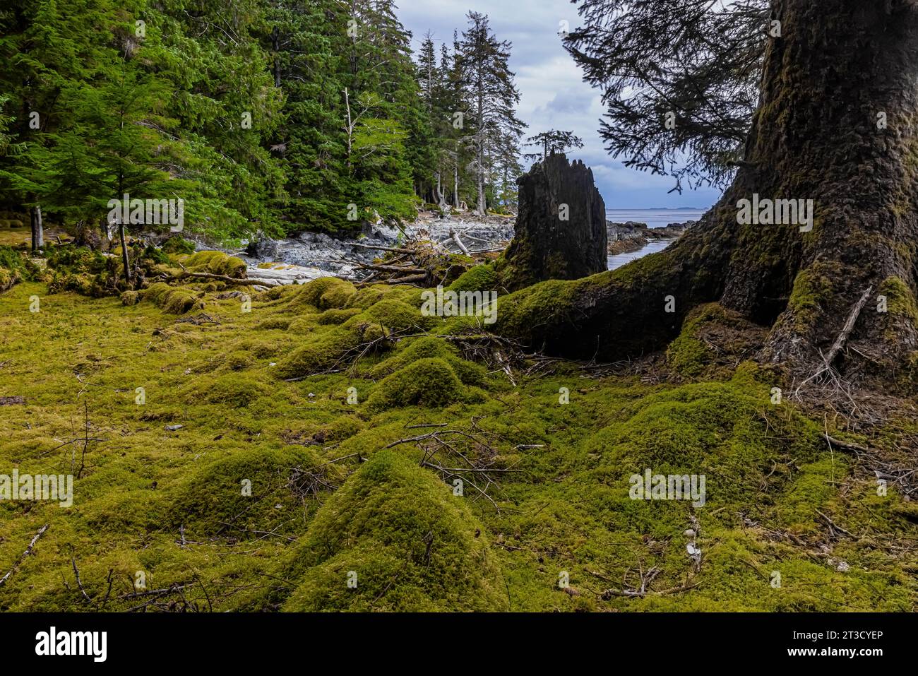 Where the forest meets the sea at the ancient Haida village of T'aanuu ...