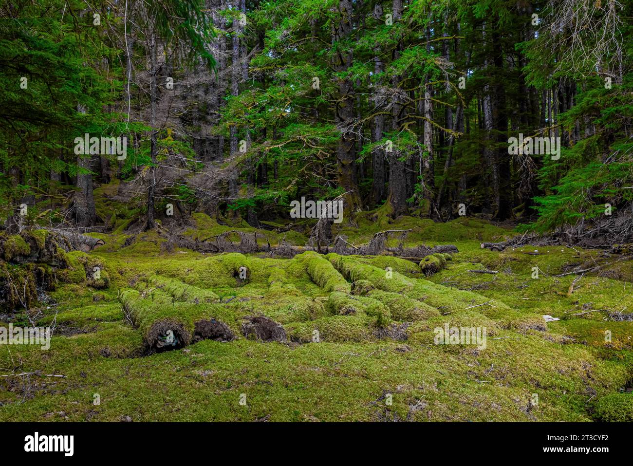 Longhouse logs and dug-out lower room remaining at the ancient Haida ...