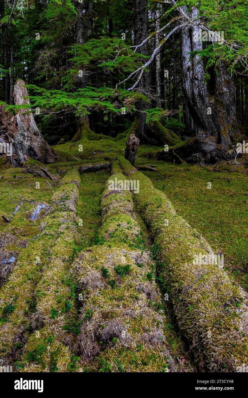 Longhouse logs and dug-out lower room remaining at the ancient Haida ...