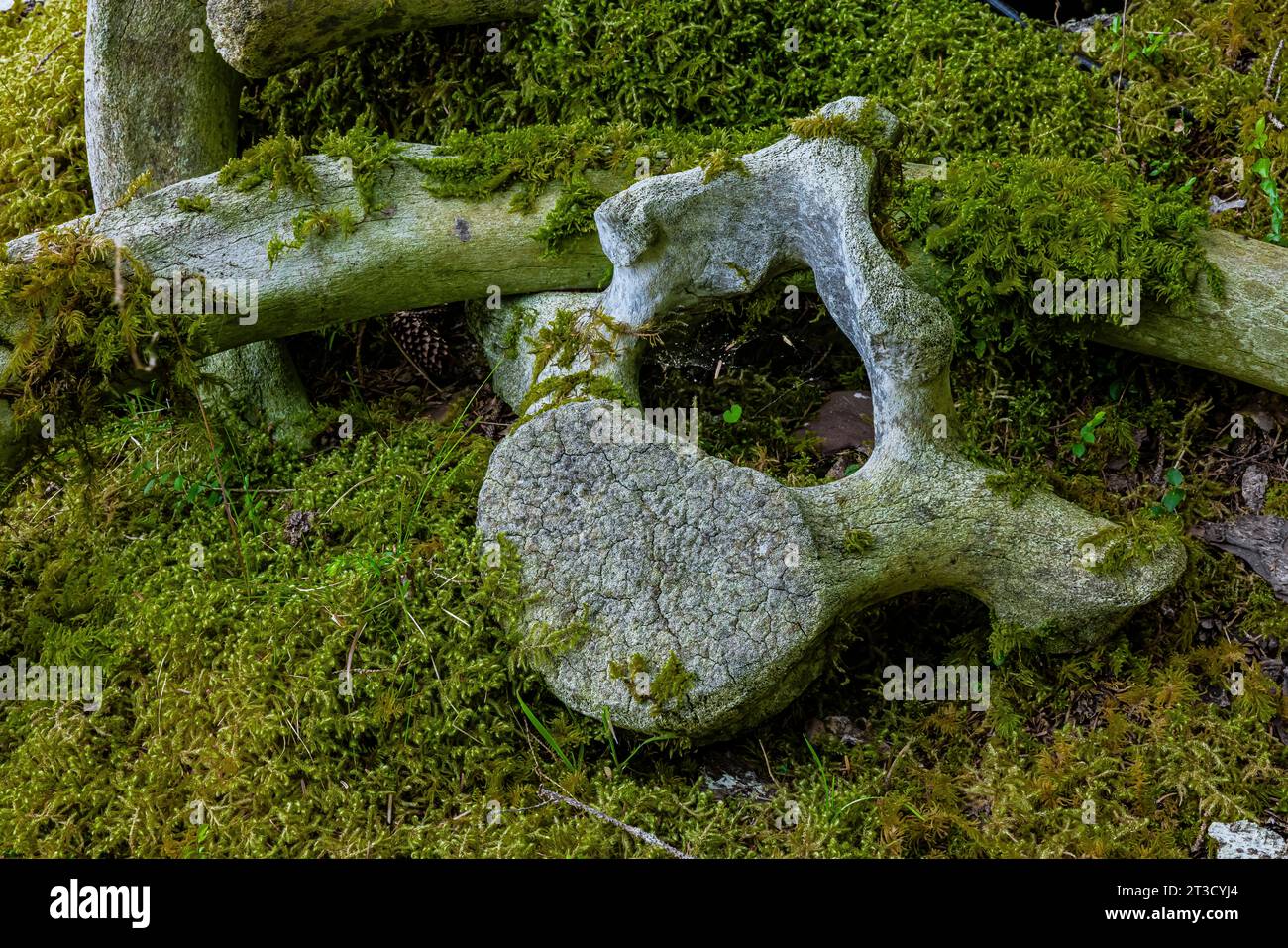 Whale bones hauled up from the beach at the ancient Haida village of T ...