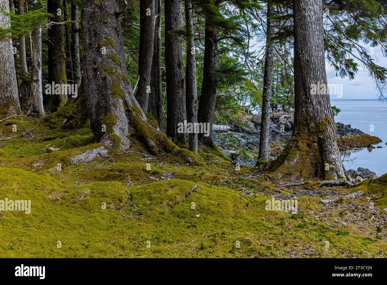 Where the forest meets the sea at the ancient Haida village of T'aanuu ...