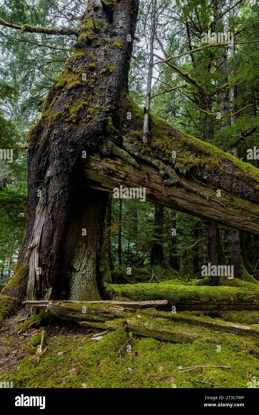 Old longhouse beam at the ancient Haida village of T'aanuu Linagaay ...