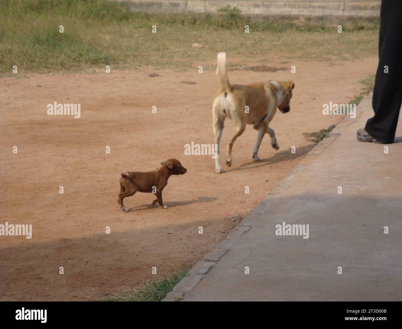 Humans and dog hi-res stock photography and images - Alamy