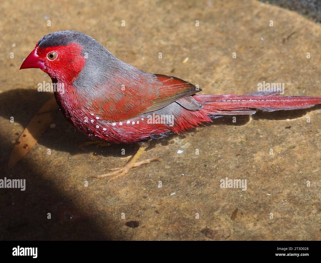 Eats vegetation and insects hi-res stock photography and images - Alamy