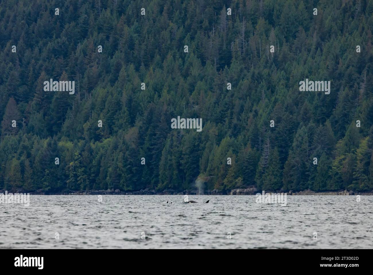 Killer Whale, Orcinus orca, pod along the coast of Haida Gwaii, British ...