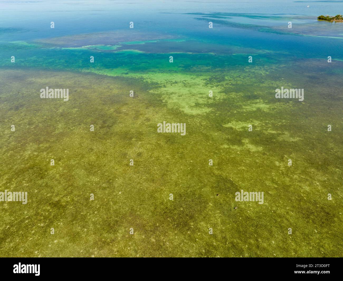 Bright green reef in the Florida Keys Stock Photo - Alamy