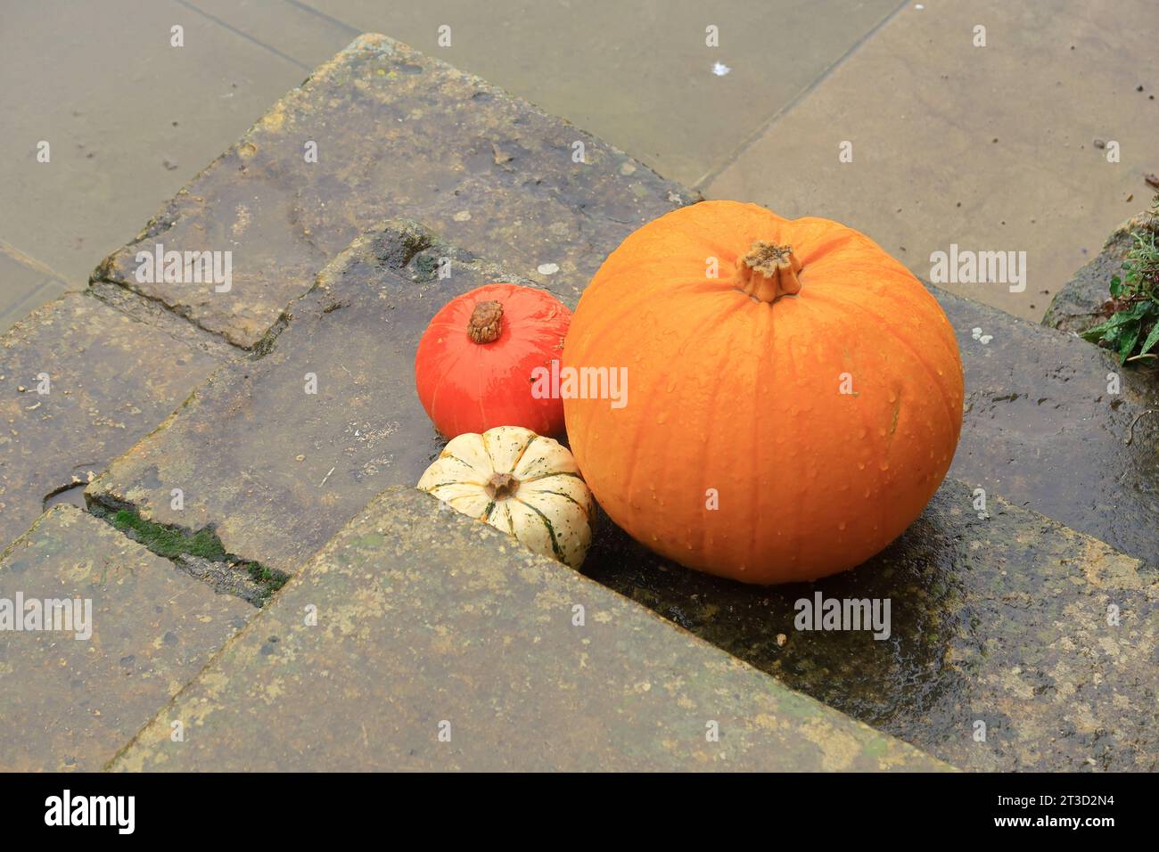 Pumpkins step hi-res stock photography and images - Alamy
