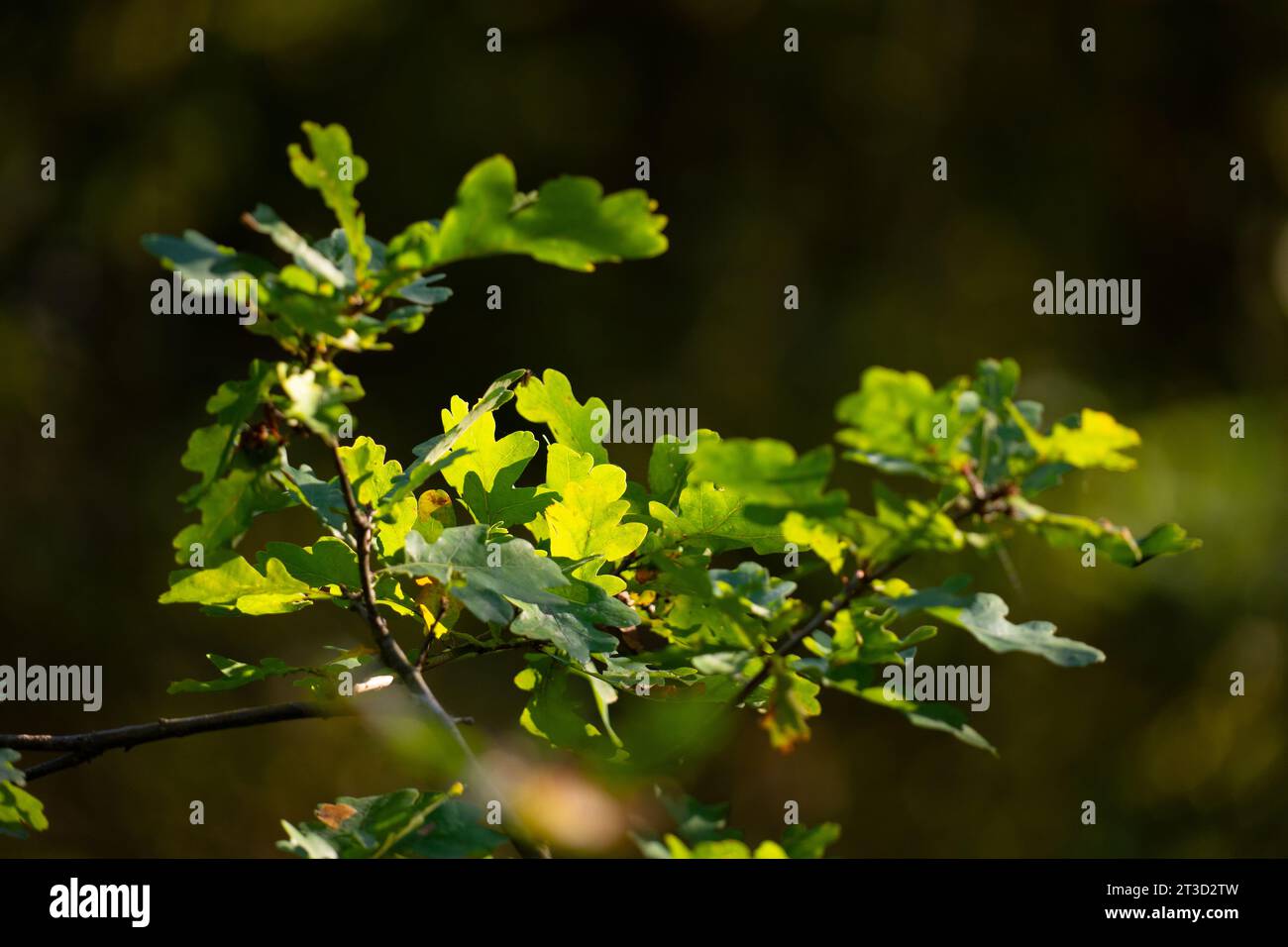 Tree leaves illuminated rays sun hi-res stock photography and images ...