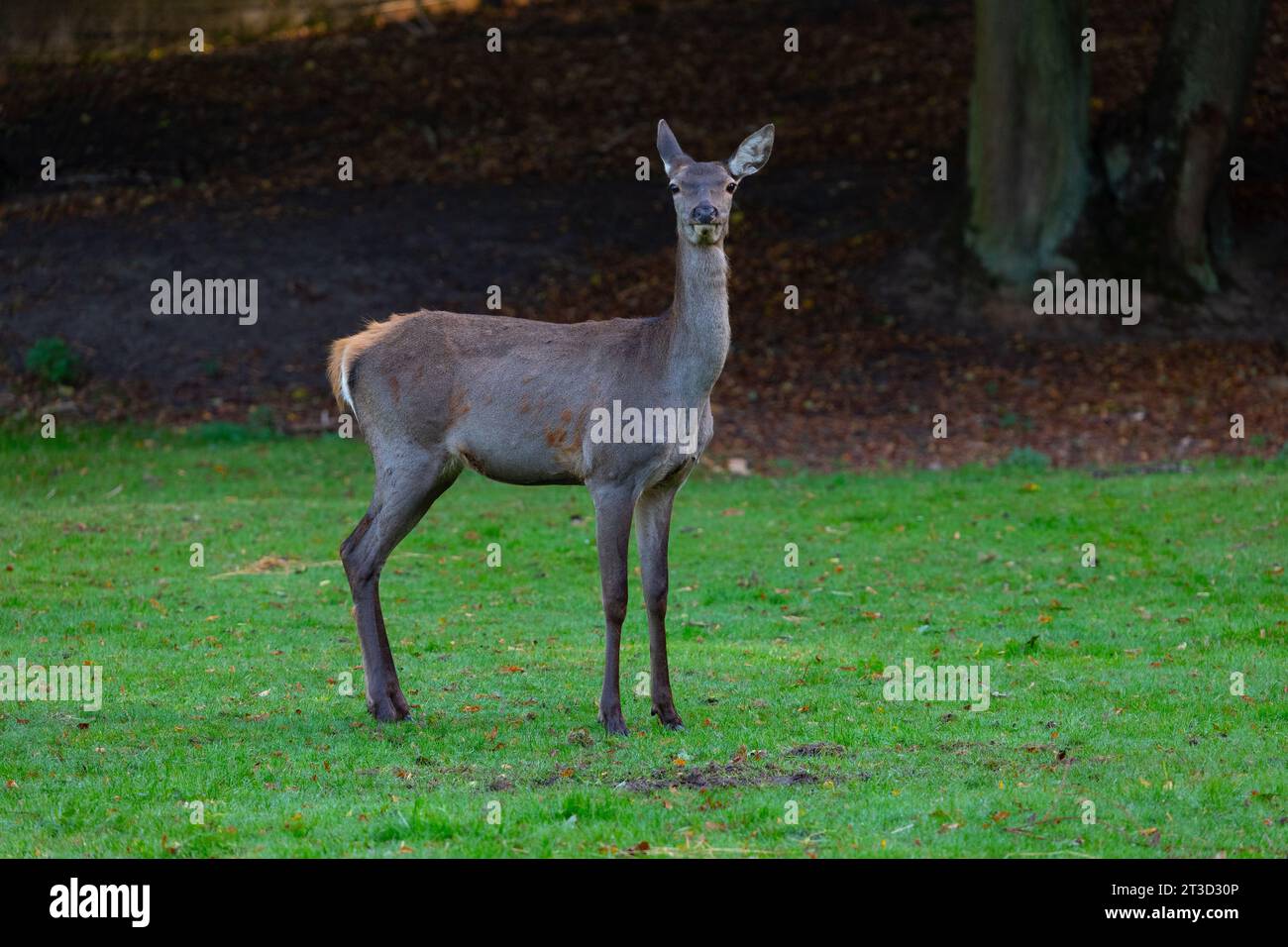 Doe eyes hi-res stock photography and images - Alamy
