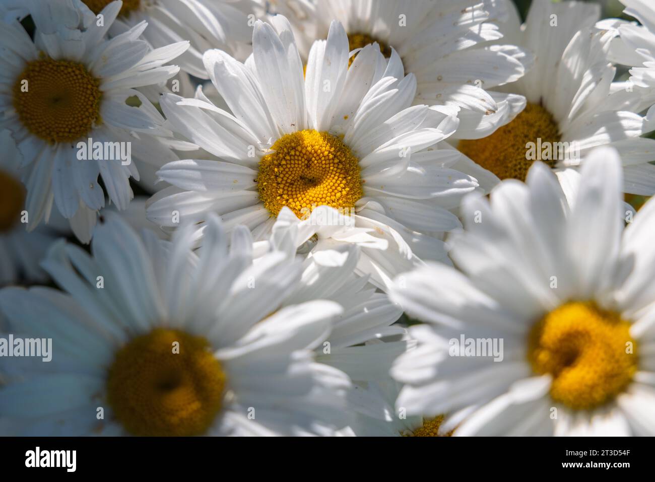 A closeup group of large white daisies in sunshine in a garden in ...
