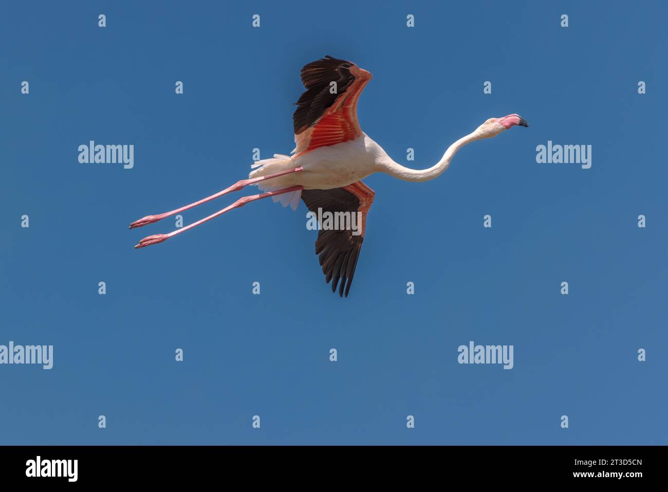 A pink flamingo in flight shows the underside of its wings as it soars ...