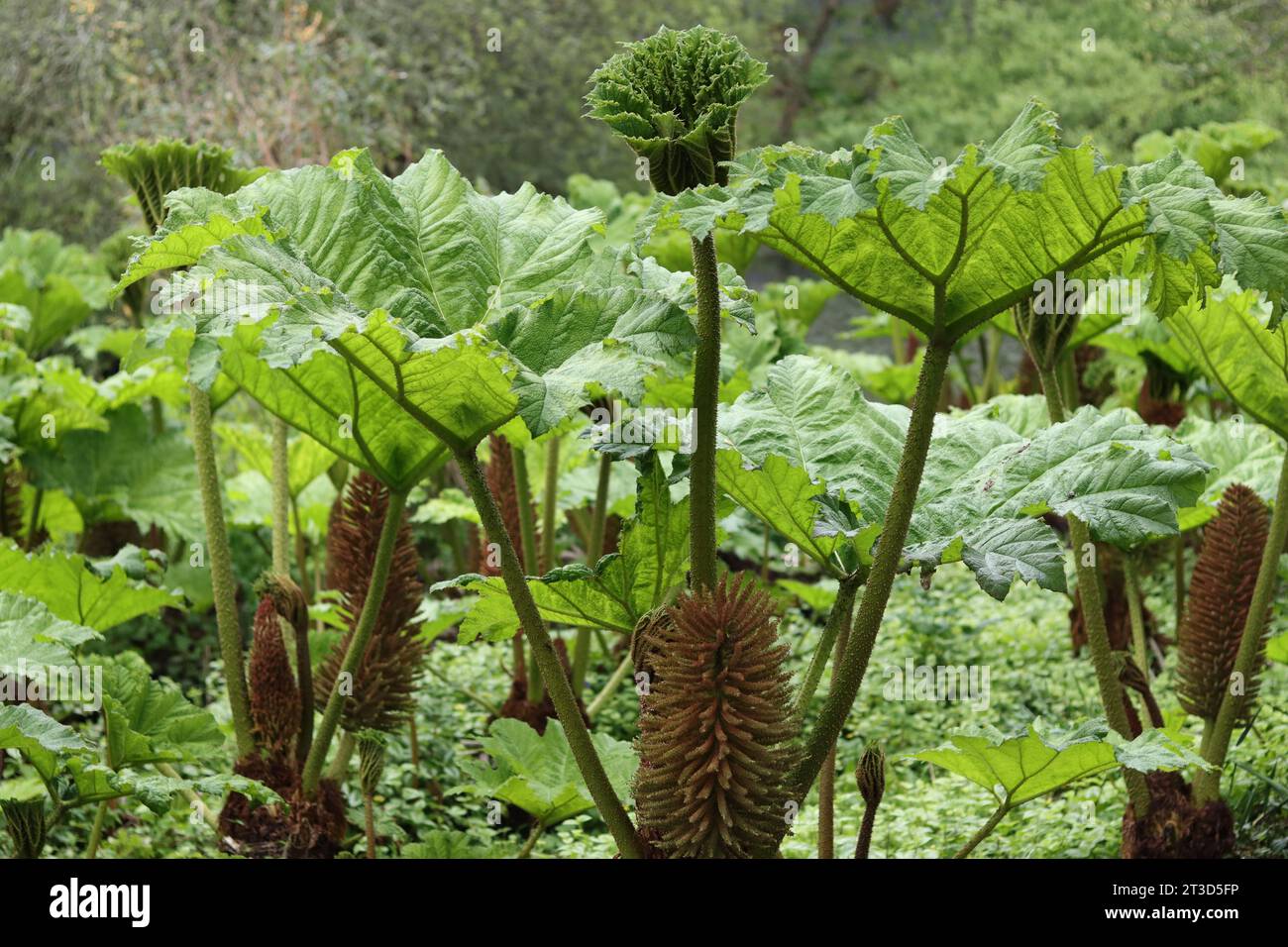 Gunnera in the rain hi-res stock photography and images - Alamy