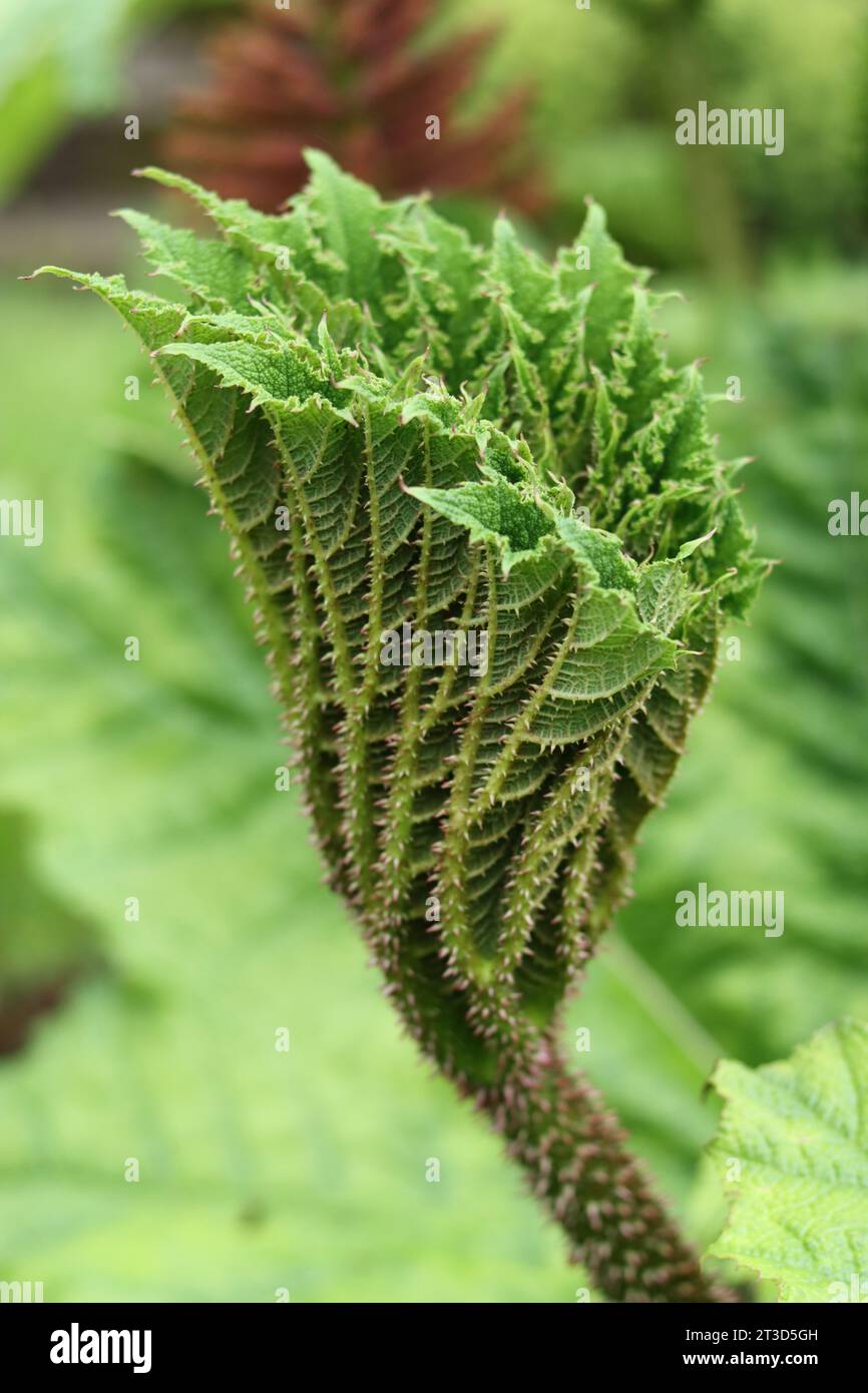 Huge green plant canopy hi-res stock photography and images - Alamy