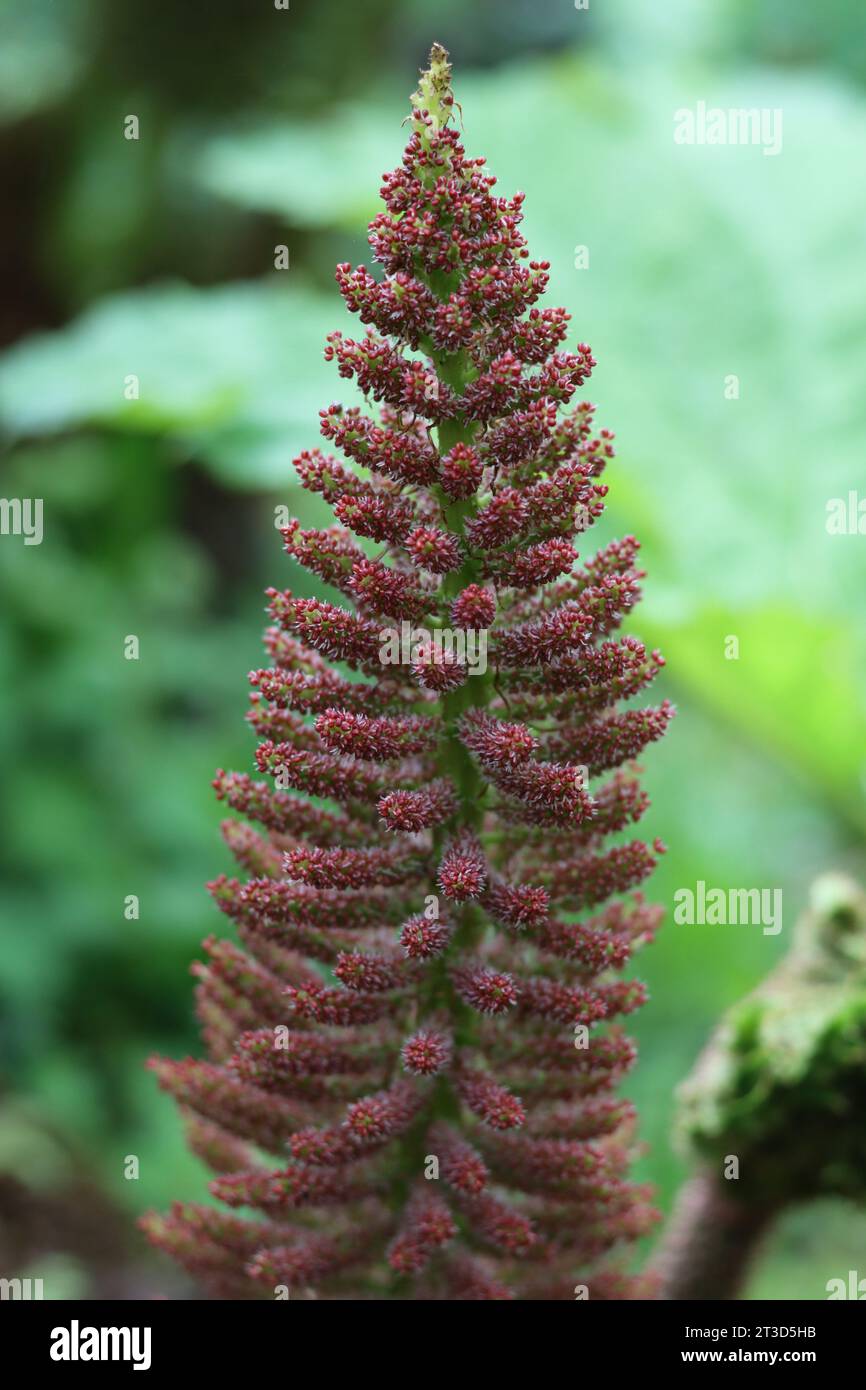 Panicle flower hi-res stock photography and images - Alamy