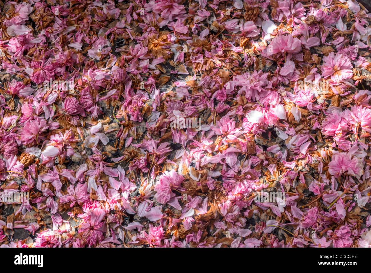 A carpet of fallen pink cherry blossom lies on a pool of water in ...