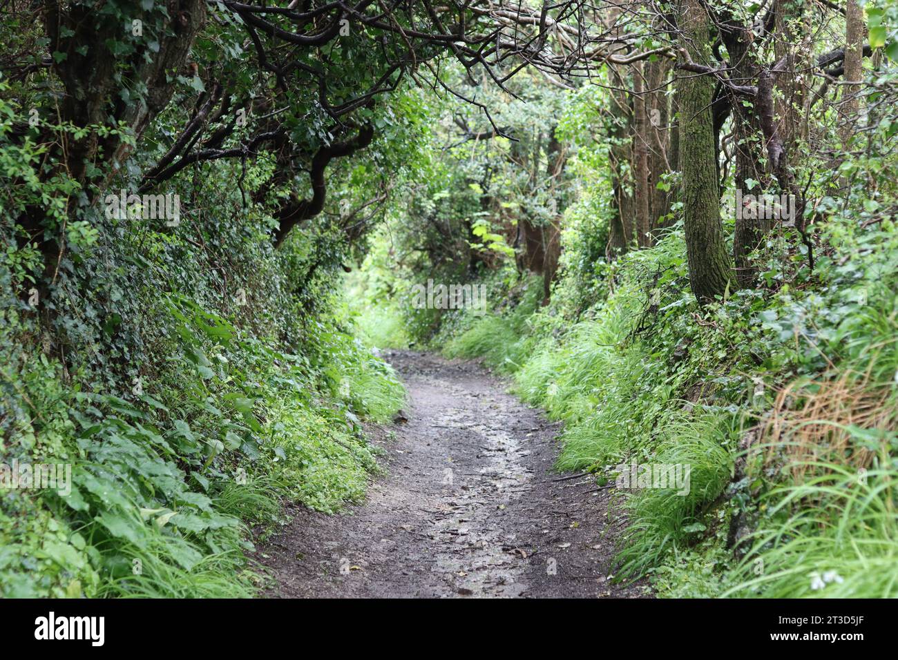 Footpath down a peaceful green countryside lane surrounded by trees and ...