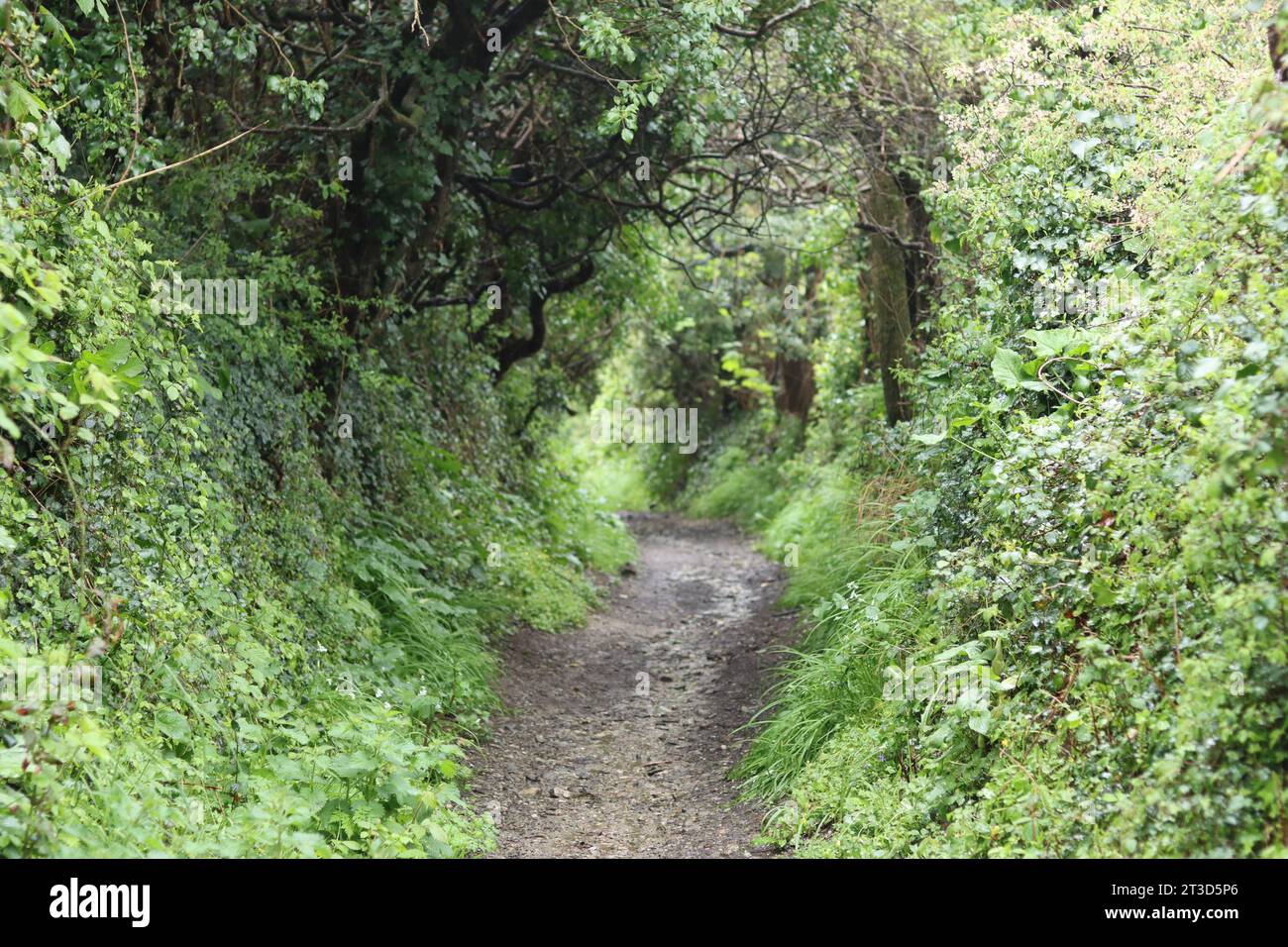 Footpath down a peaceful green countryside lane surrounded by trees and thick hedges Stock Photo ...