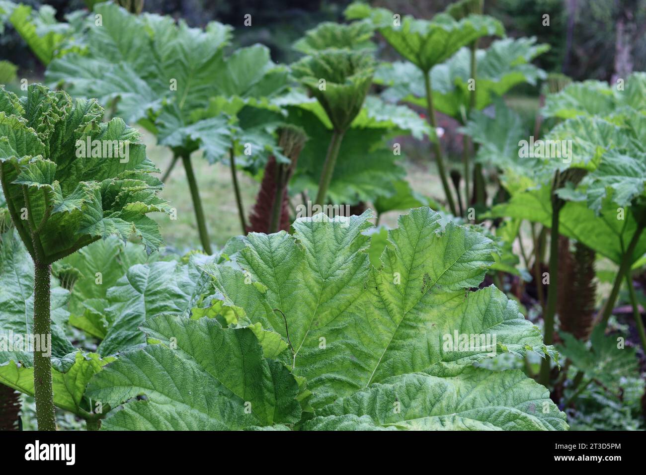 Huge gunnera leaves and flower spikes in bright sunshine Stock Photo ...