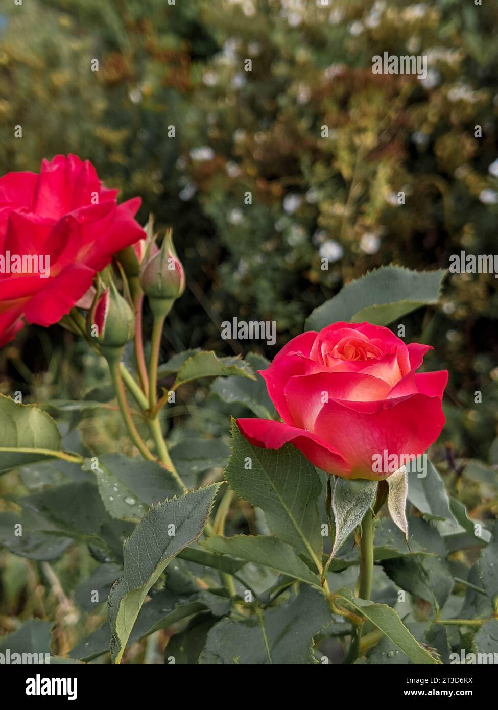 Red roses flowers growing in the garden. Natural background or element ...