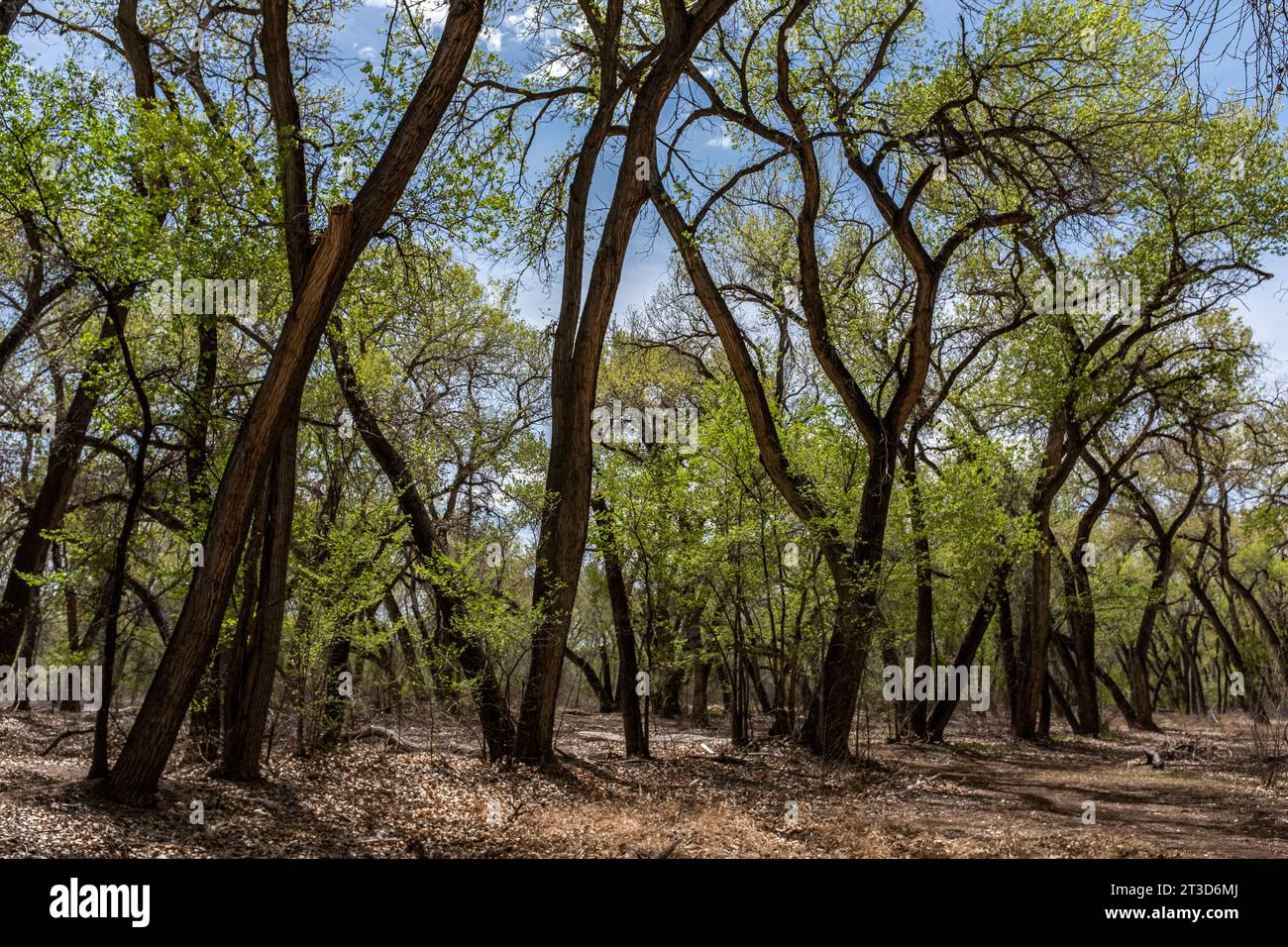 flora along the Rio Grande Bosque through Albuquerque, New Mexico Stock ...