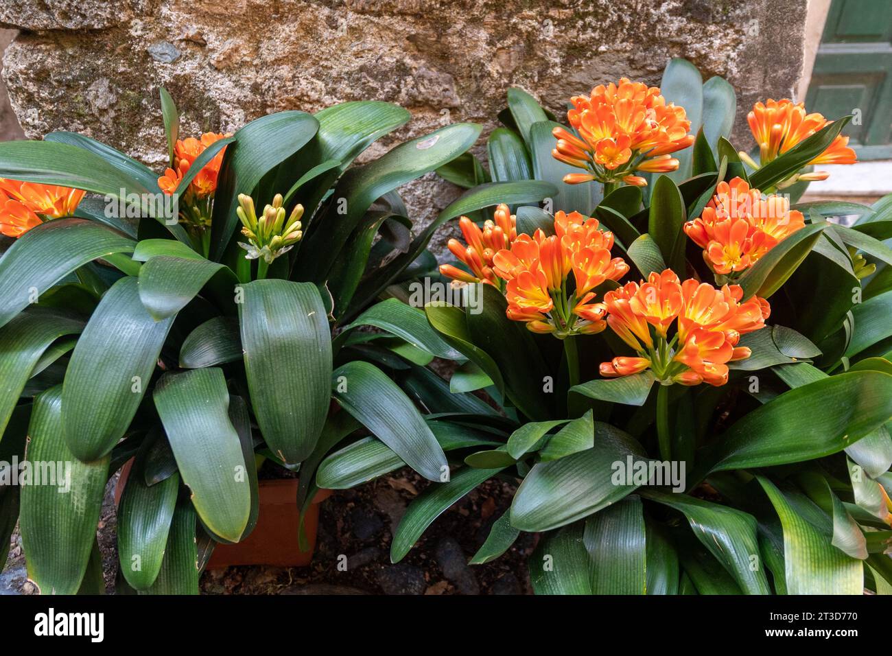 Flowering plants of Natal lily or bush lily (Clivia miniata) with showy ...
