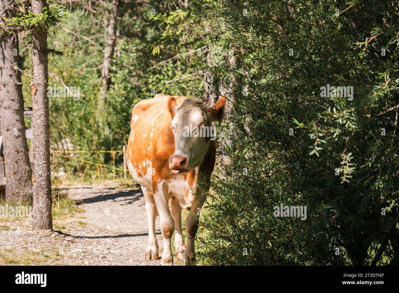 Spotted red cow in a willow grove.cow eats grass. Austrian cow with ...