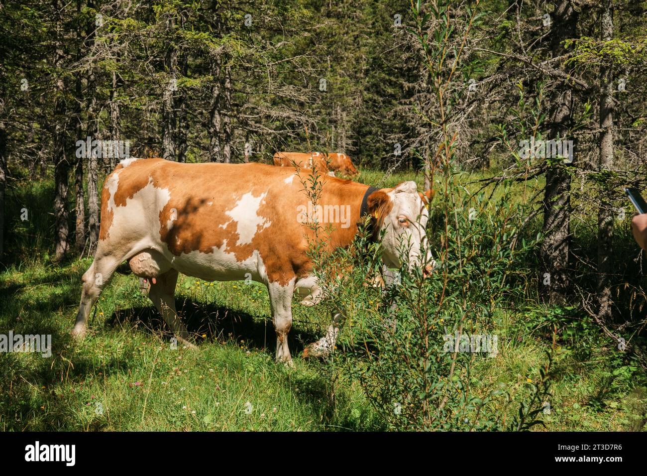red cow in a willow grove.cow eats grass. Austrian cow with white spots ...