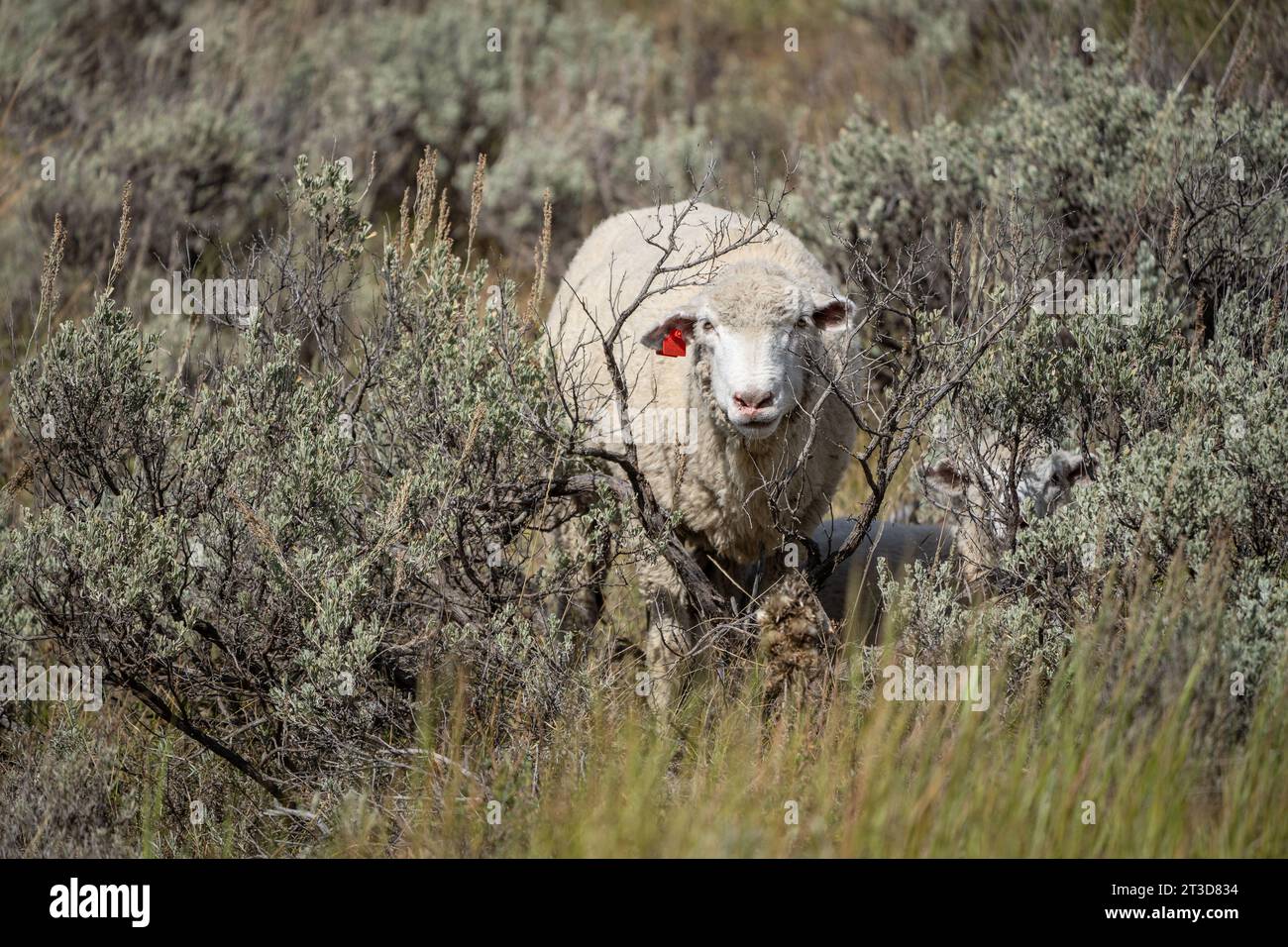 Free range sheep grazing on mountainside in Idaho Stock Photo - Alamy