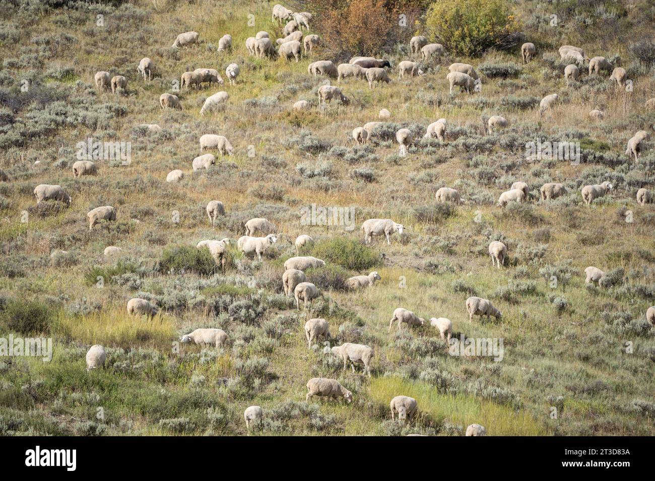 Large Flock of free range sheep grazing on mountainside in Idaho Stock ...