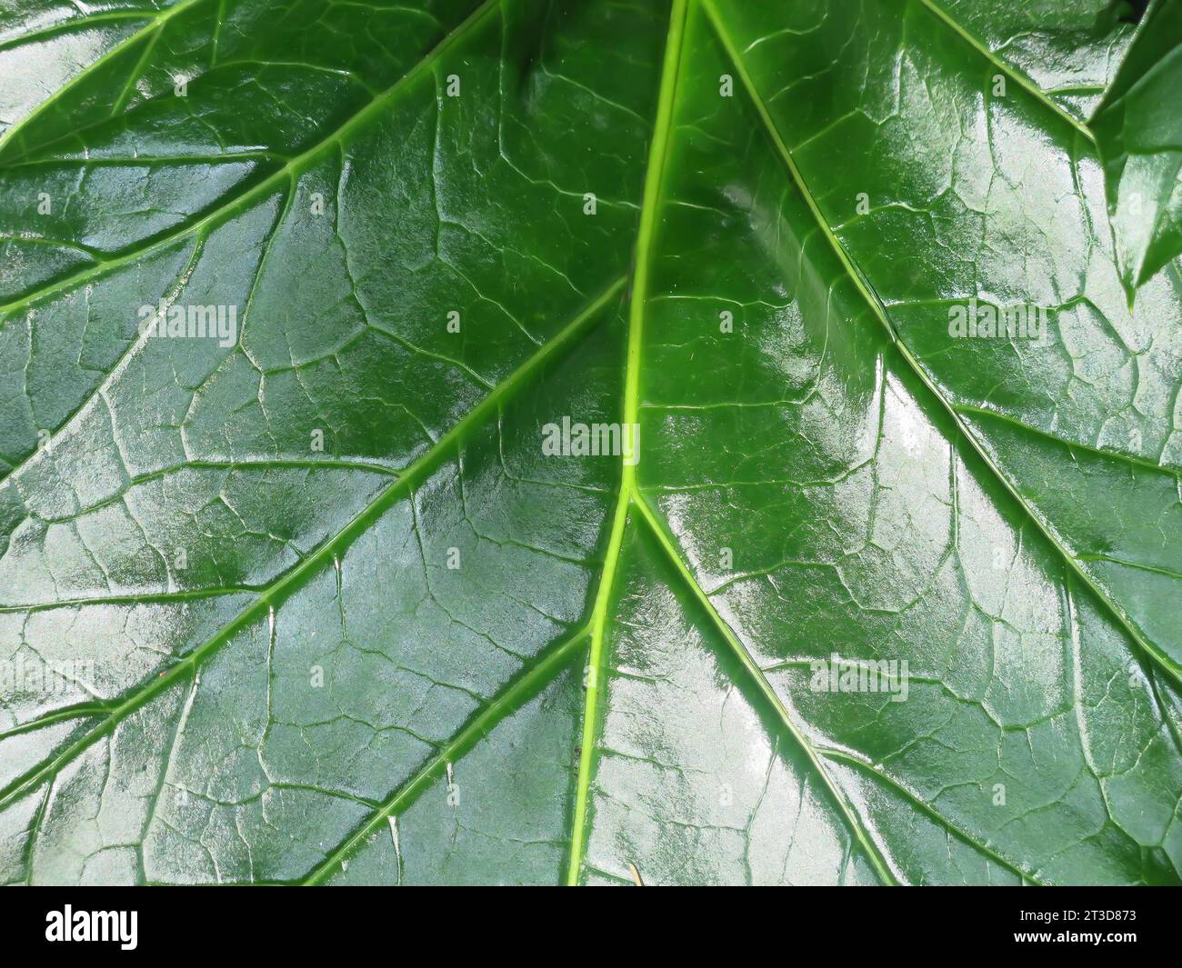 Close Up of Leaf with Detailed Vein Structure Stock Photo - Alamy