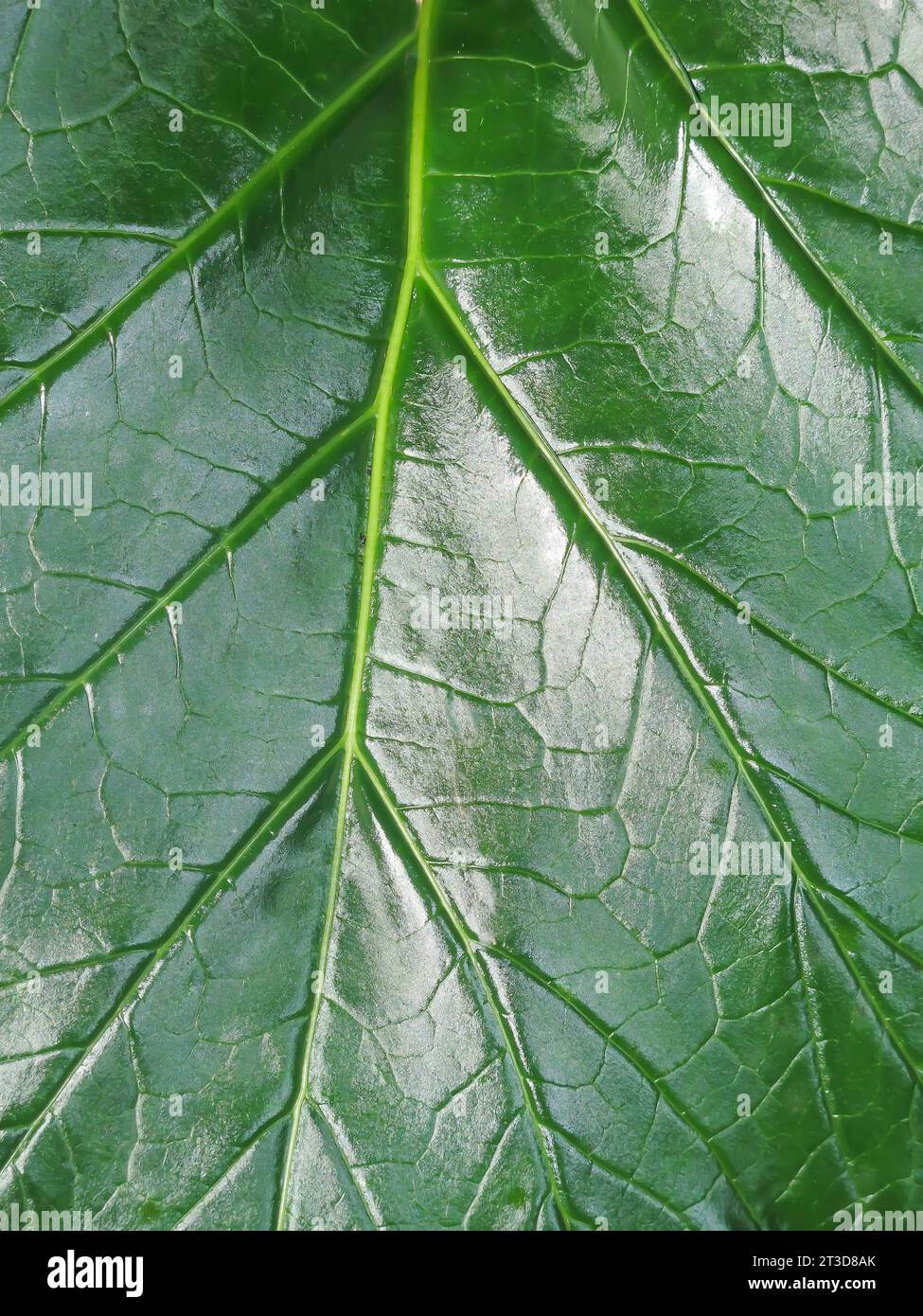 Vein structure leaf hi-res stock photography and images - Alamy
