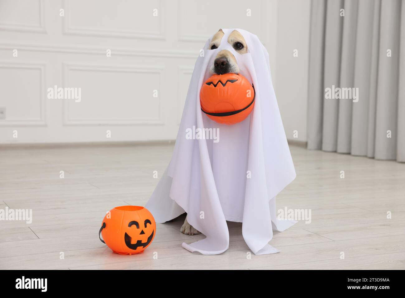 Cute Labrador Retriever dog wearing ghost costume with Halloween ...