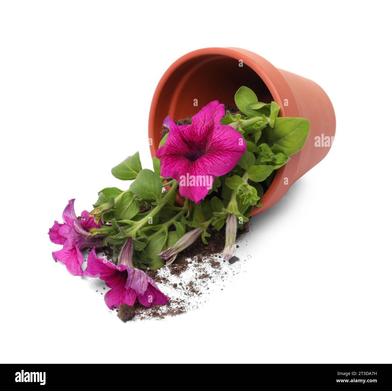 Overturned terracotta flower pot with soil and petunia plant on white ...