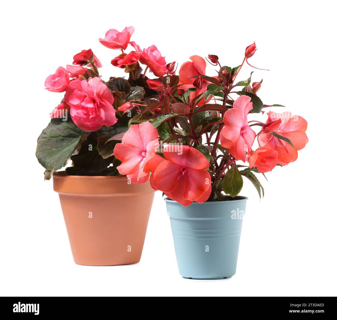 Beautiful flowers in different pots isolated on white Stock Photo - Alamy
