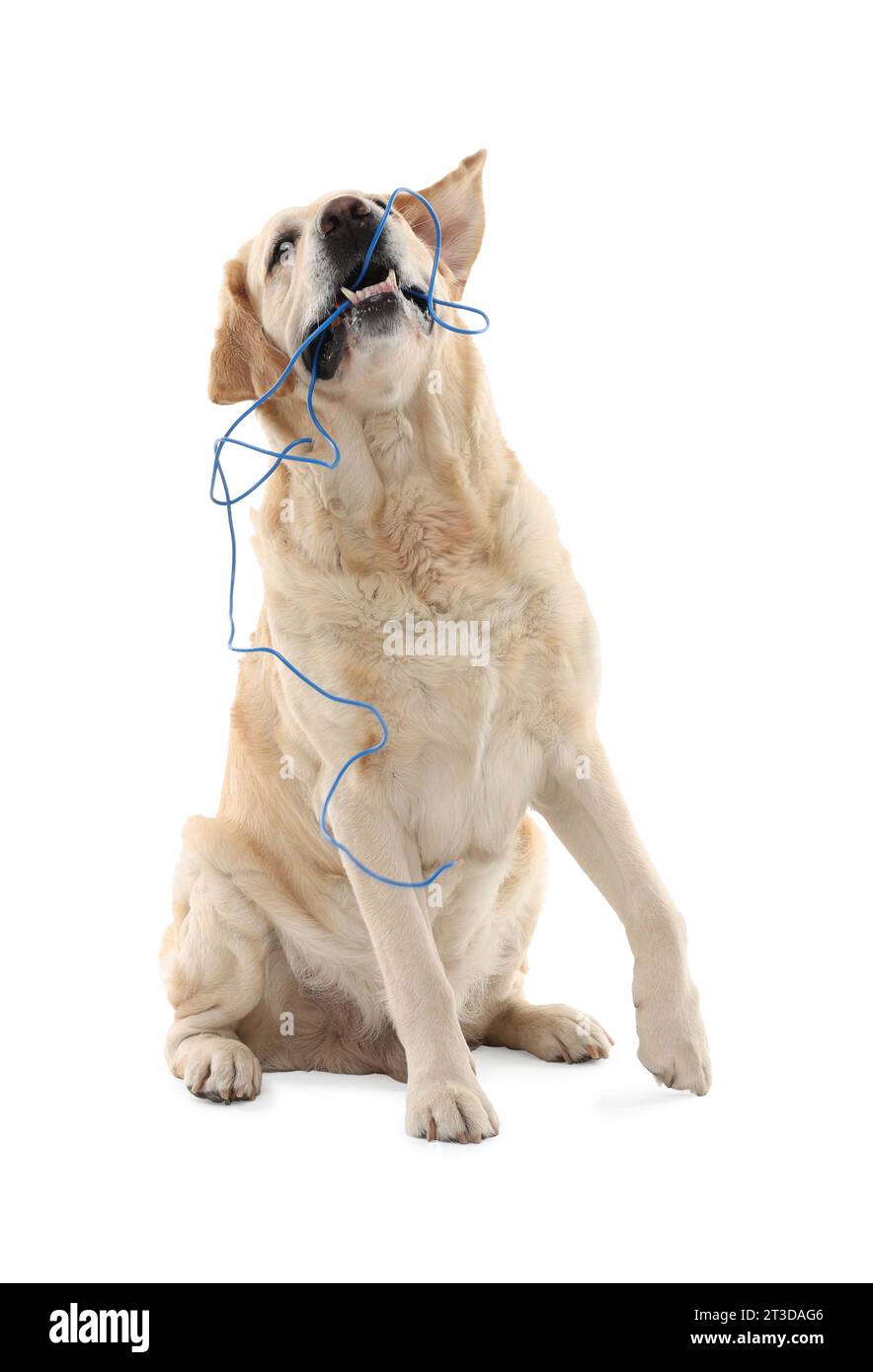 Naughty Labrador Retriever dog chewing damaged electrical wire on white ...