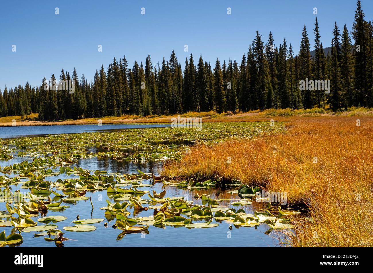 October 14, 2023: The Lily Lake Trail, near Kebler Pass, is a colorful ...