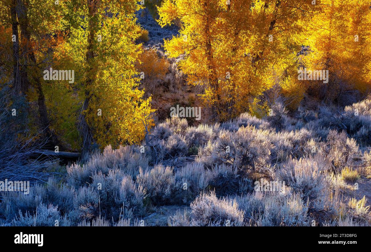 October 14, 2023: AutumnÕs frost and color compliment each other during ...