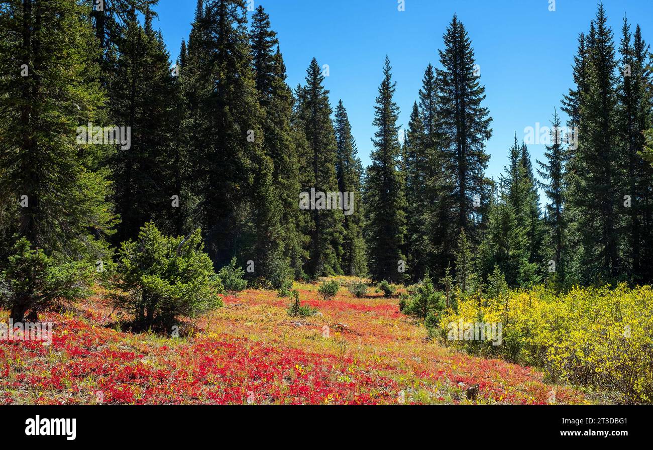 October 14, 2023: Colorado's West Elk Range offers brilliant colorful ...
