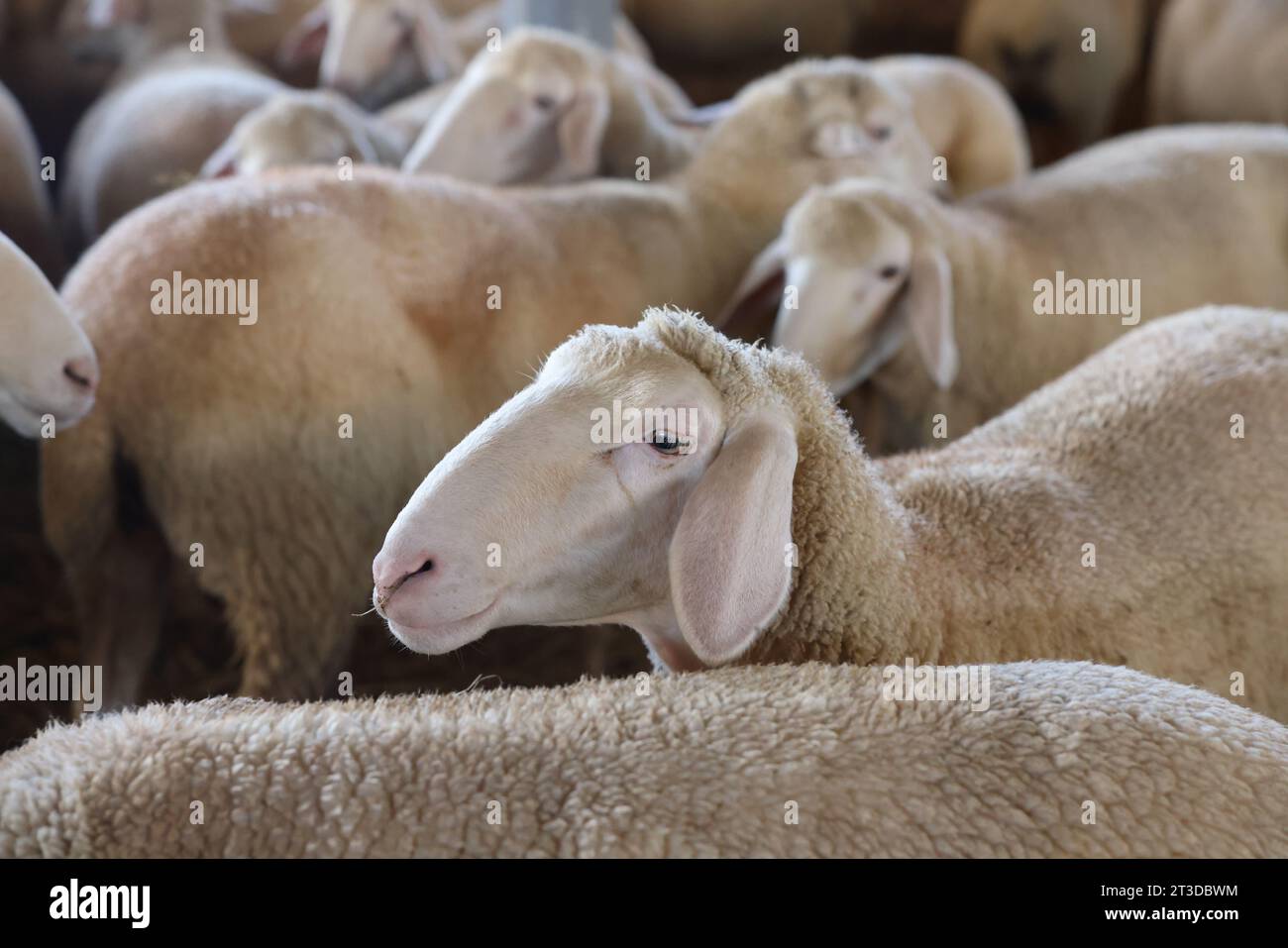Cattle sheep together hi-res stock photography and images - Alamy