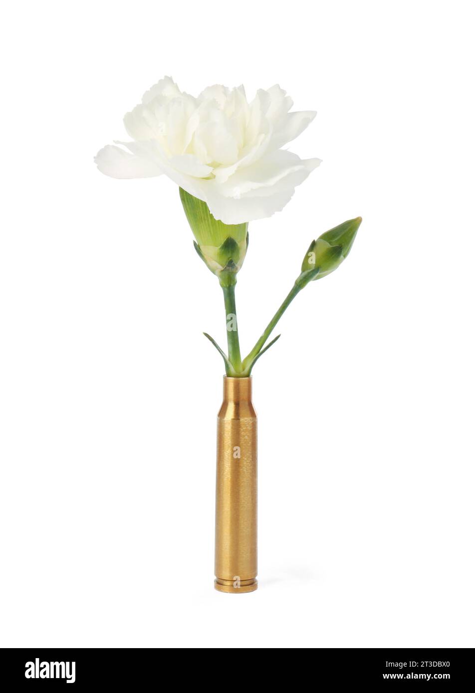 Beautiful flower in bullet case isolated on white Stock Photo - Alamy